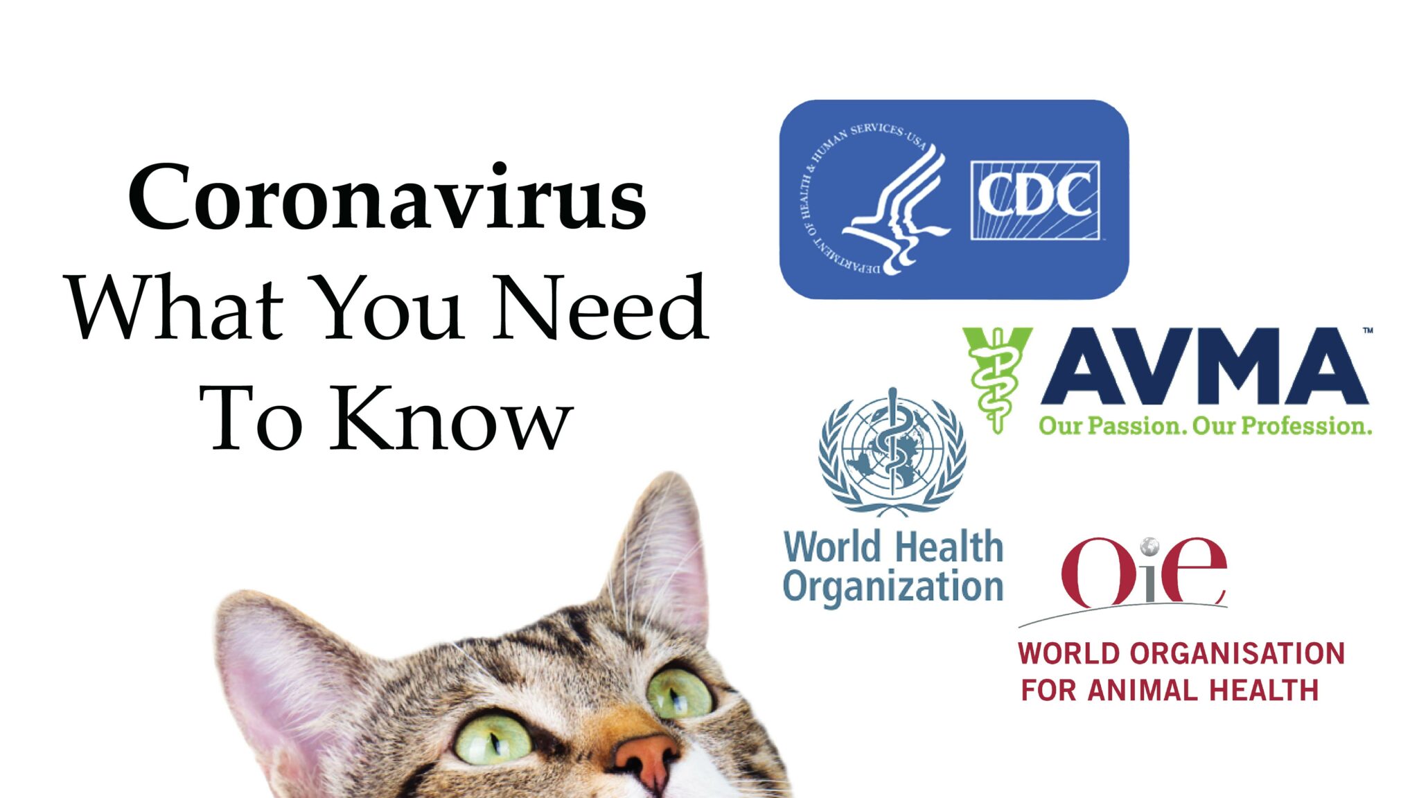 Coronavirus - Cats Only Veterinary Hospital