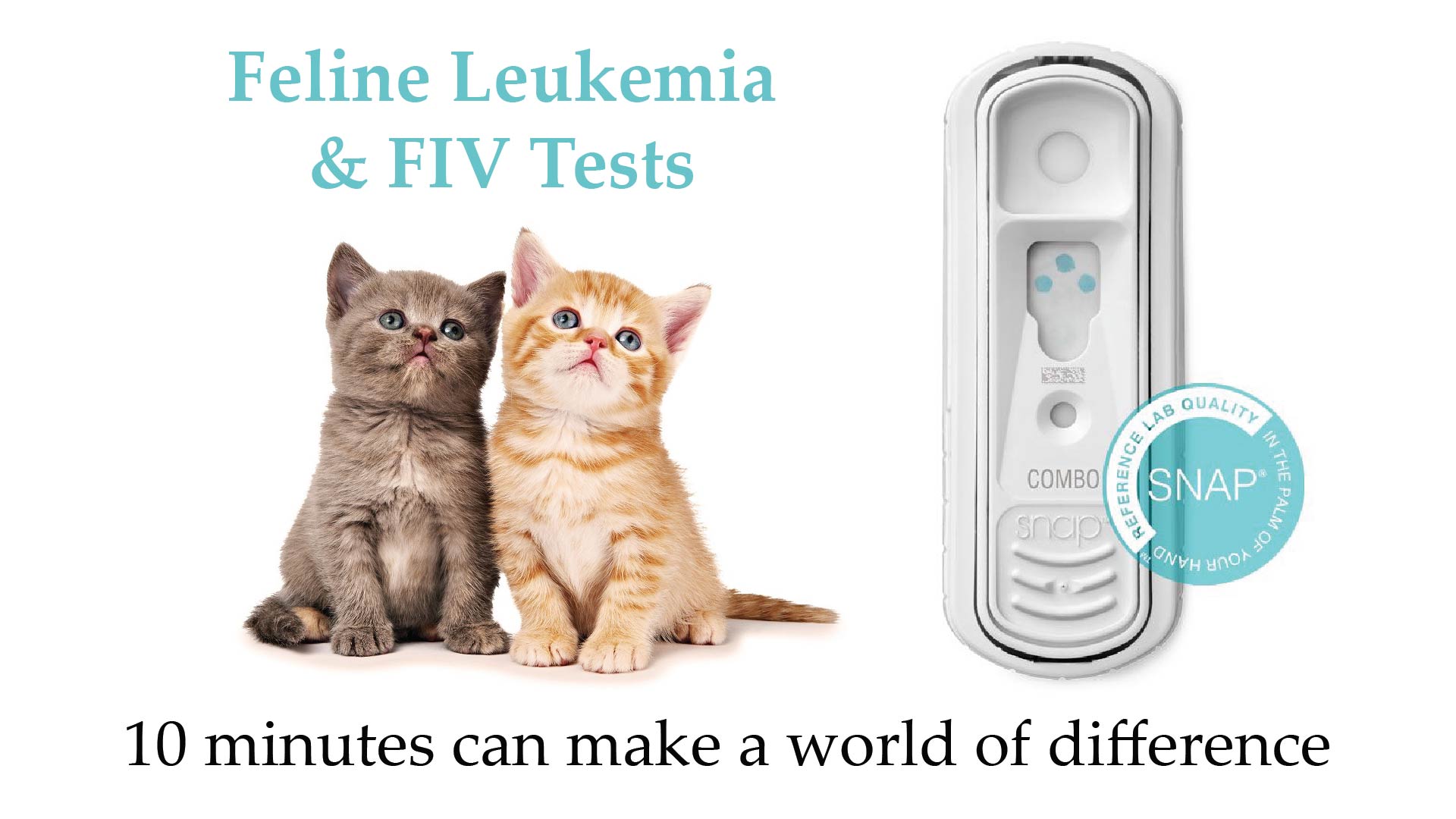 Diagnostic Tests FeLV FIV Cats Only Veterinary Hospital